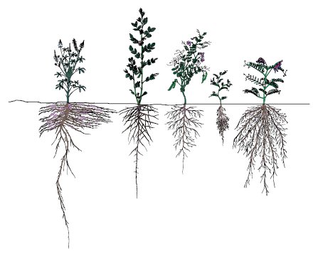 Симбіо Р – Soufflet Agro